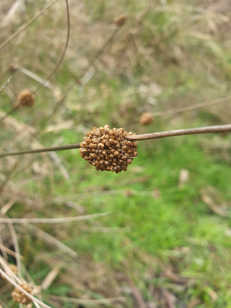 austral rush from Bundoora VIC 3083, Australia on August 1, 2023 at 02: ...