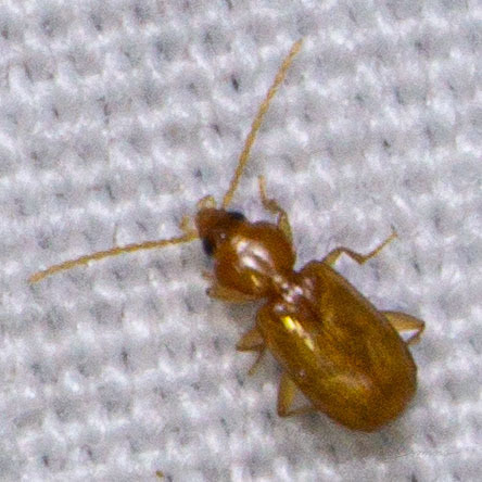 carabid_47's Identifications · iNaturalist