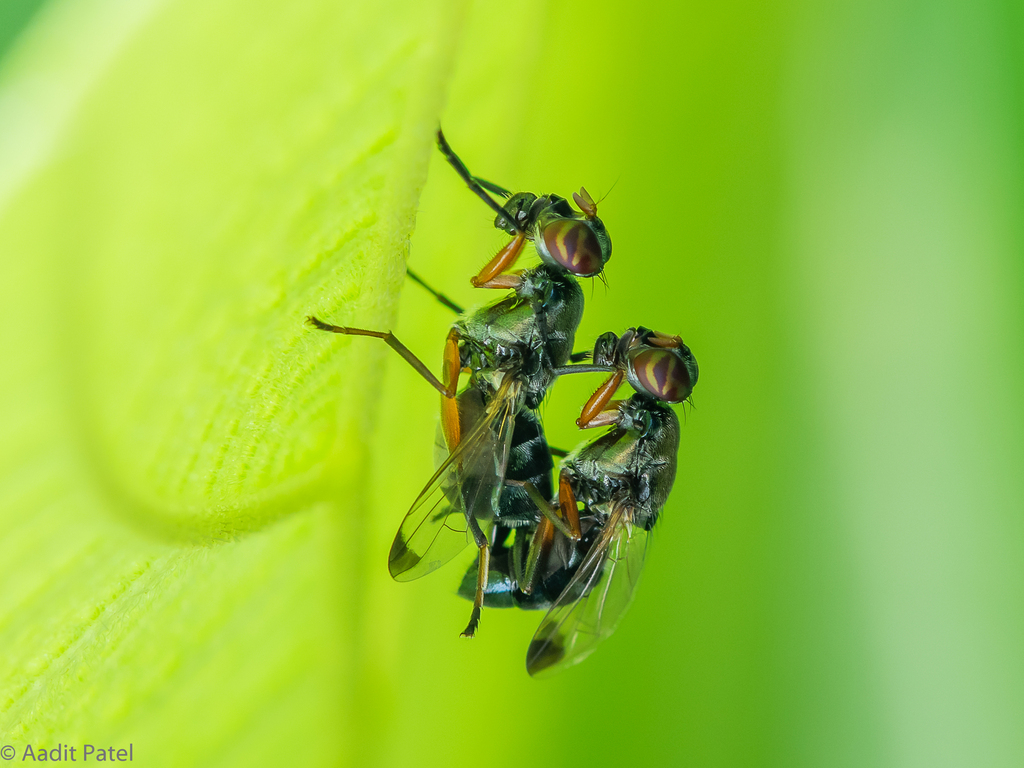 Scavenger Flies from Valsad, Gujarat, India on July 29, 2023 at 09:36 ...