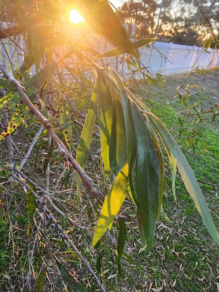 dicots from East Lindfield NSW 2070, Australia on August 1, 2023 at 04: ...