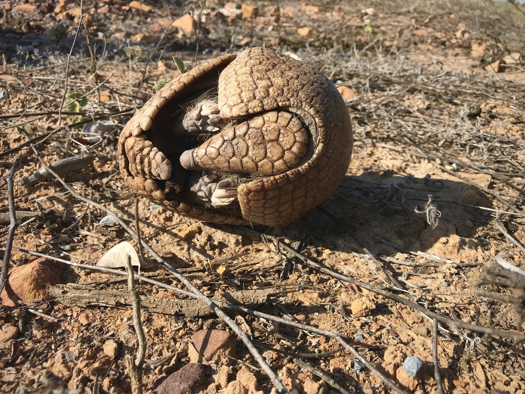 Brazilian Three-banded Armadillo in September 2021 by Ciro Albano ...