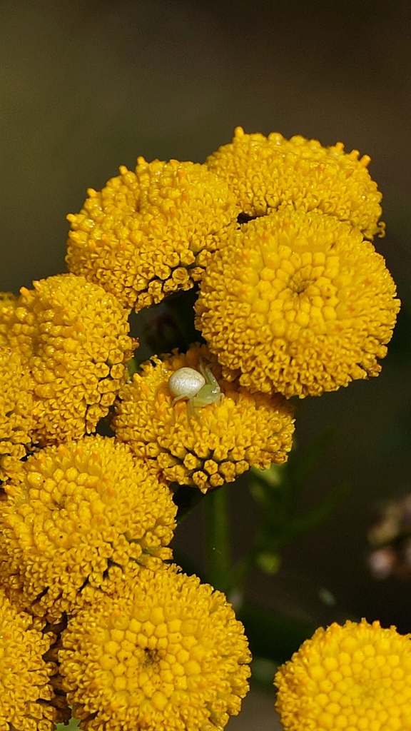 Triangle Crab Spider from Piotrków Trybunalski, Polska on July 29, 2023 ...