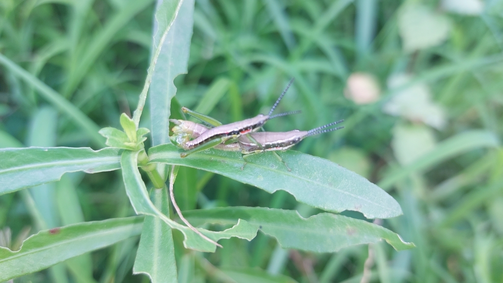 Neorthacris from Hoysanahalli, Karnataka, India on August 1, 2023 at 12 ...