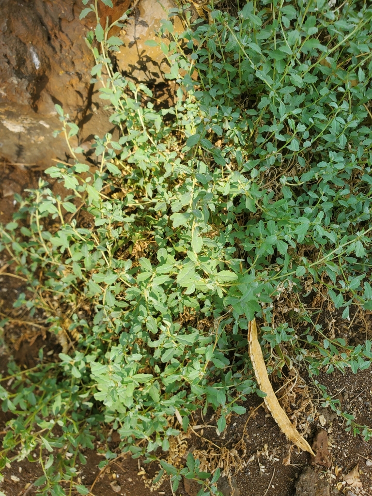 Mueller's Saltbush from Mauna Kea Beach on July 30, 2023 at 05:38 PM by ...