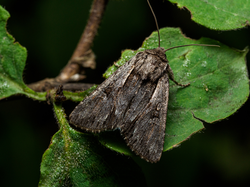 Pale-shouldered Cloud from 85088 Vohburg an der Donau, Deutschland on ...