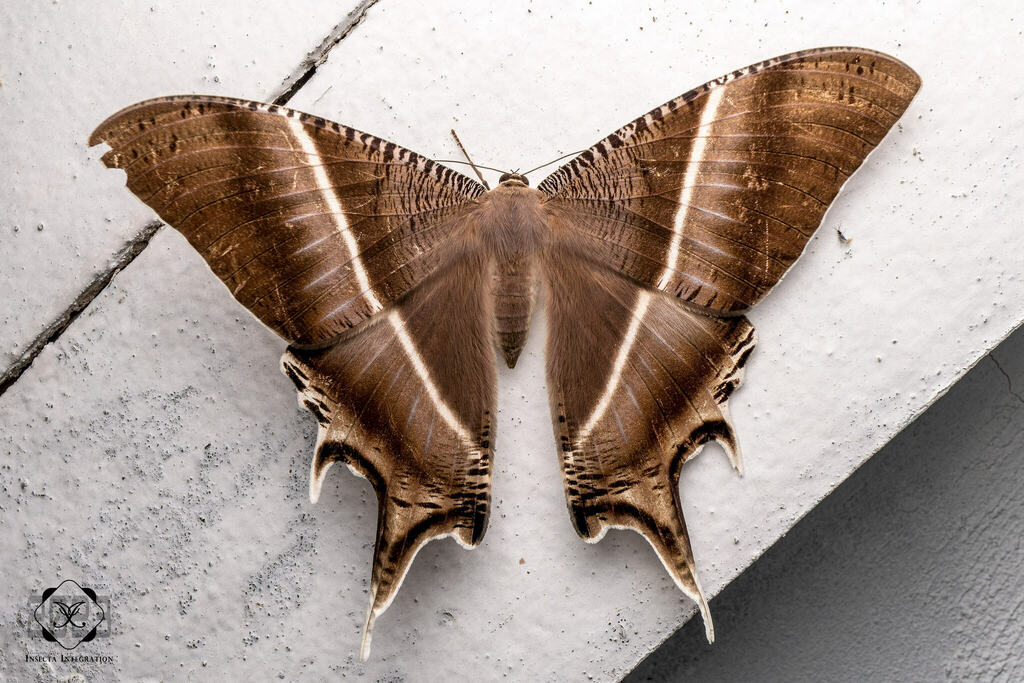 Tropical Swallowtail Moth from 马来西亚沙巴昆達山 on July 17, 2023 at 11:35 PM ...