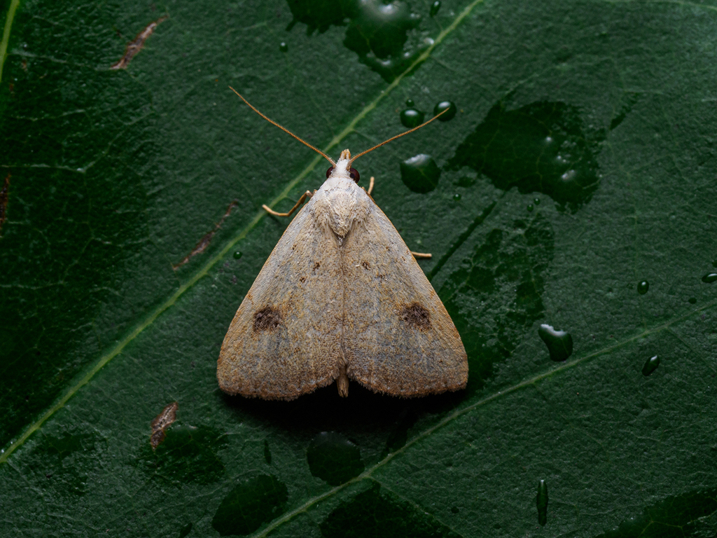 Straw Dot from 85088 Vohburg an der Donau, Deutschland on July 31, 2023 ...