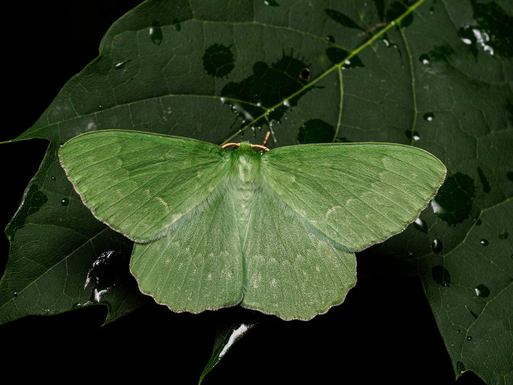 Large Emerald from 85088 Vohburg an der Donau, Deutschland on July 31 ...