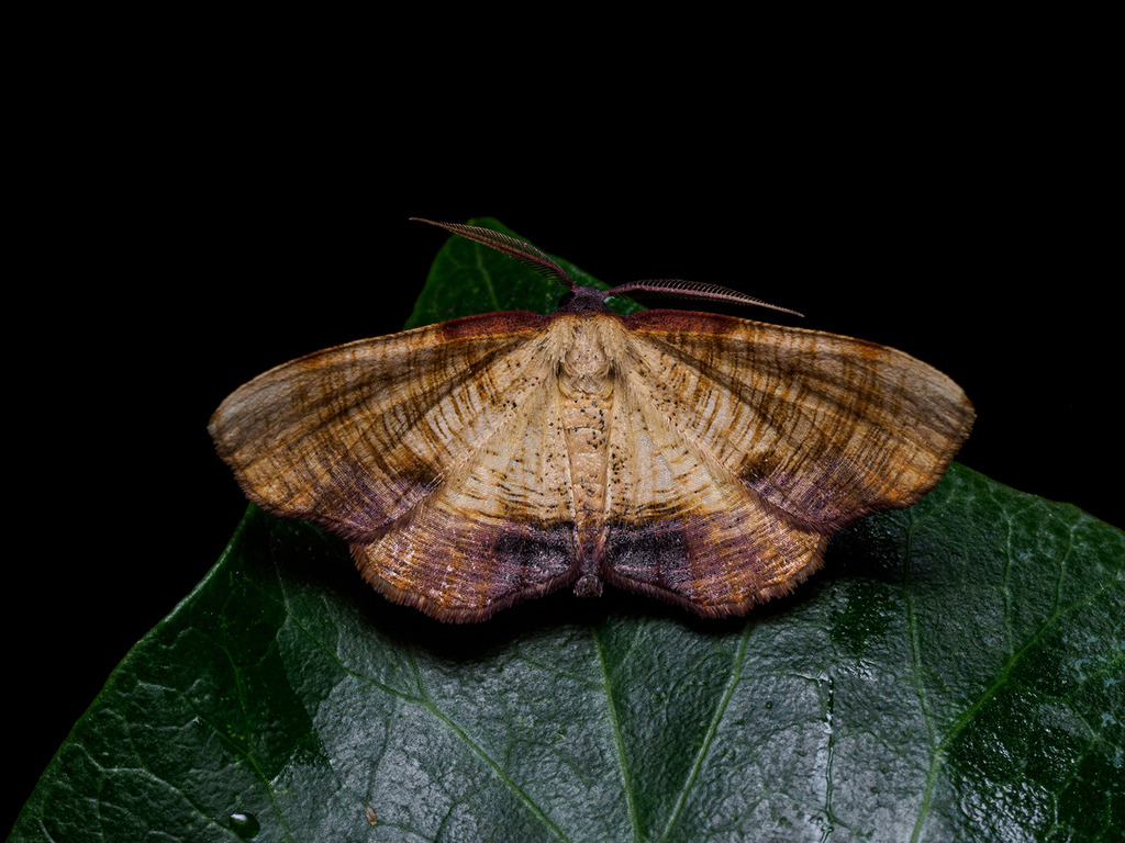 Scorched Wing from 85088 Vohburg an der Donau, Deutschland on August 1 ...