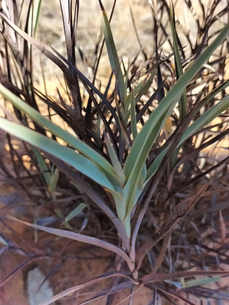 nodding blue lily from 4758+72 Timmallallie National Park, Baradine NSW ...
