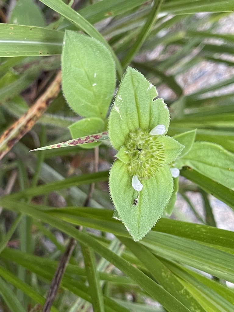 Florida Pusley from 臺灣島, 和平區, TXG, TW on July 31, 2023 at 06:02 PM by ...