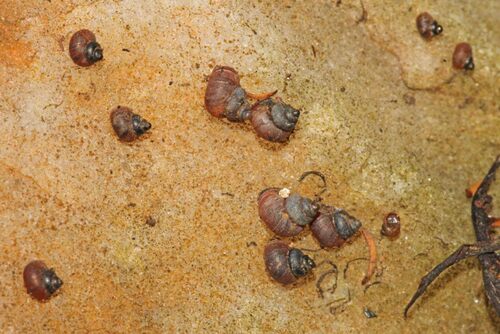 Georissa semisculpta · iNaturalist