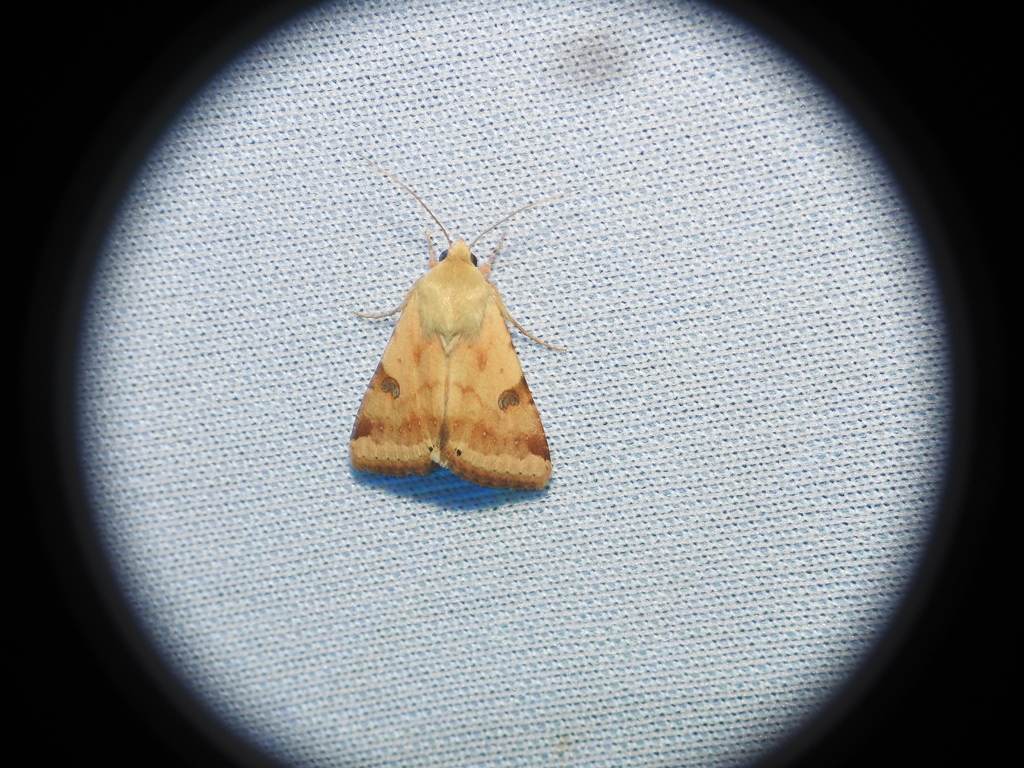 The Bordered Straw from Halol, Gujarat, India on July 25, 2023 at 09:45 ...