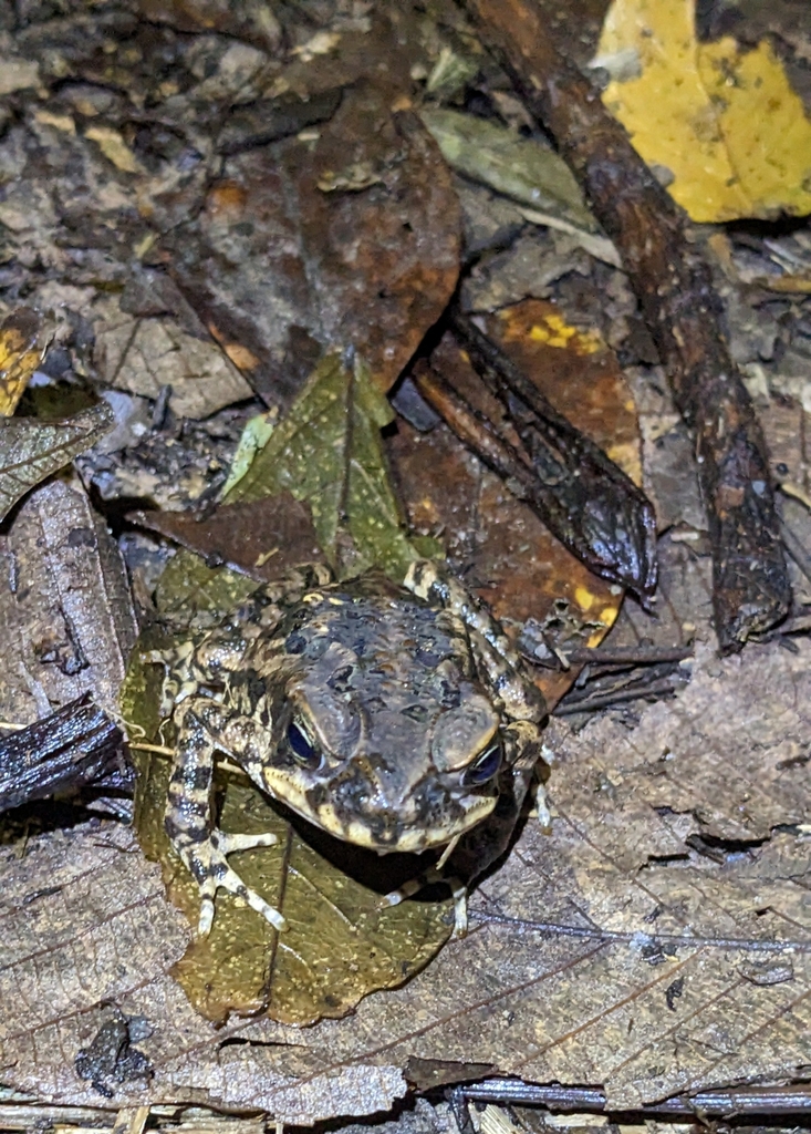 Beaked Toads from 17600, Peru on July 26, 2023 at 06:12 PM by Holly ...