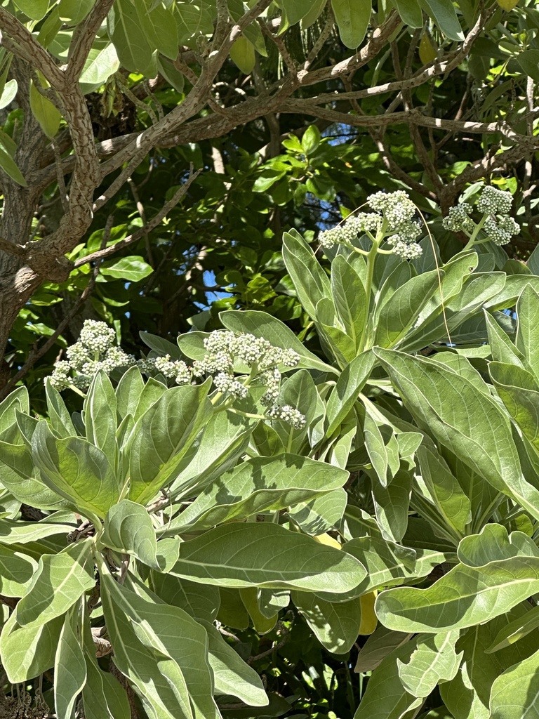 tree heliotrope from Capricornia Cays National Park, Eurimbula, QLD, AU ...