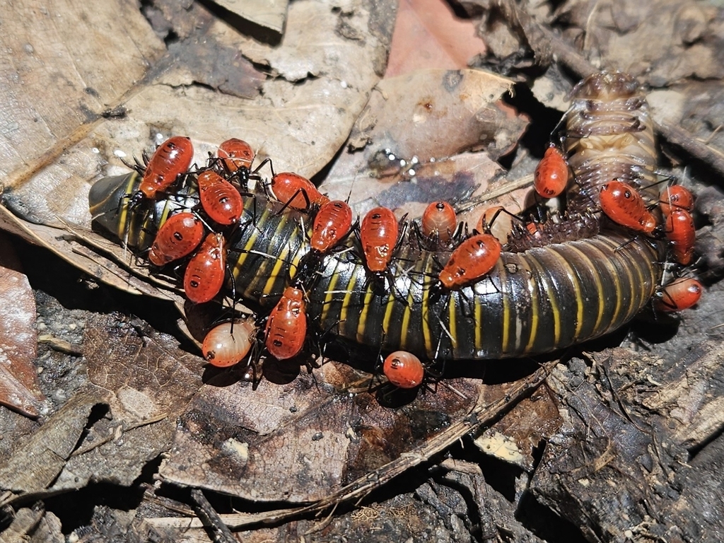 Millipede Assassin Bugs from Calakmul on June 30, 2023 at 12:08 PM by ...