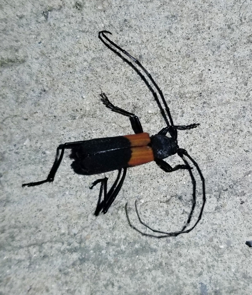 Purplescent Longhorn Beetles from Fentress County, TN, USA on August 1 ...