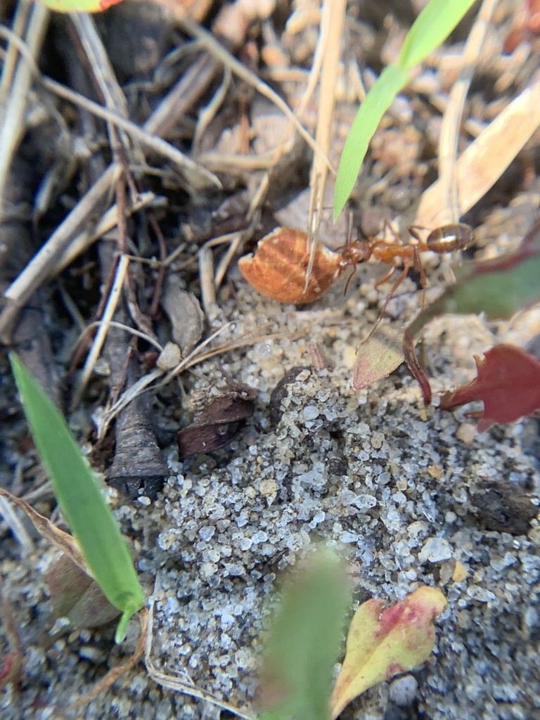 pallidefulva-group Field Ants in July 2023 by William Phillips ...