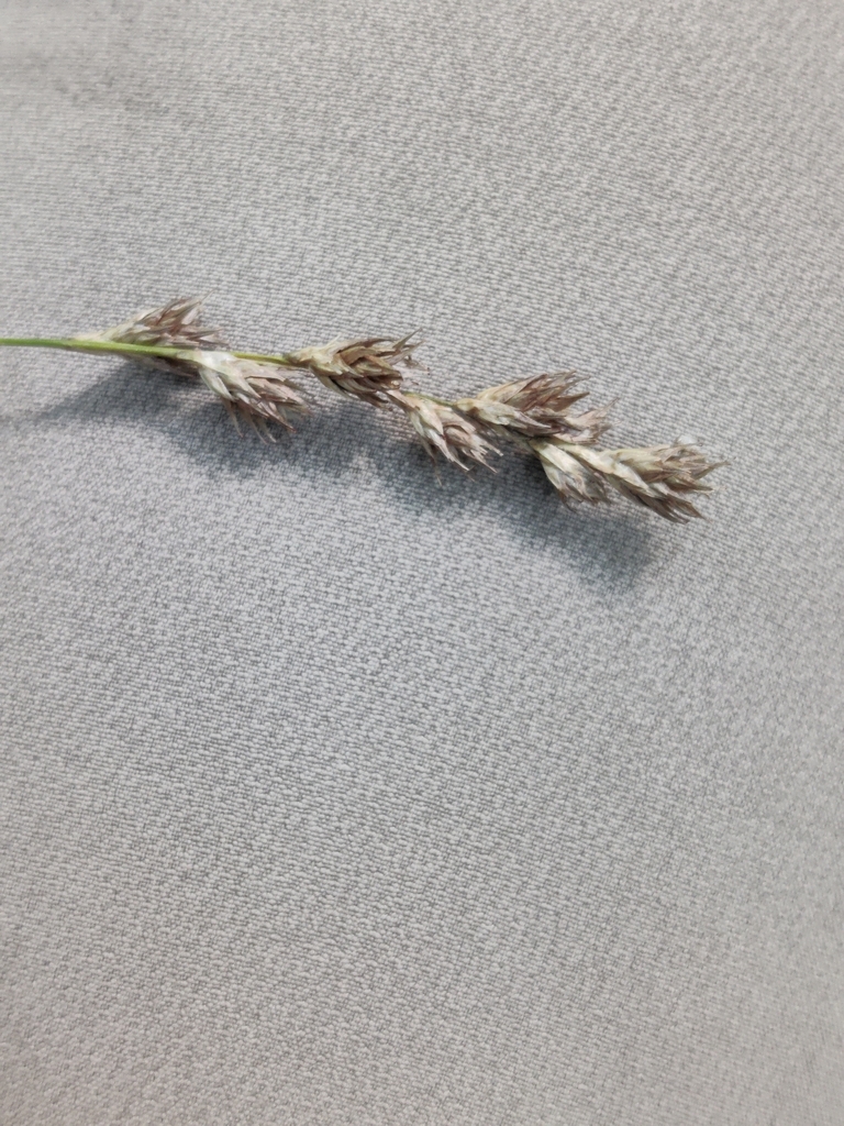 necklace sedge from Saint-Rémi-de-Tingwick, QC J0A 1K0, Canada on ...