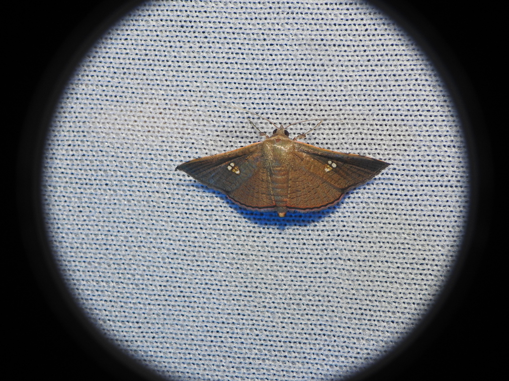 Sapodilla Borer Moth from Nathpari, Gujarat 389390, India on July 26 ...