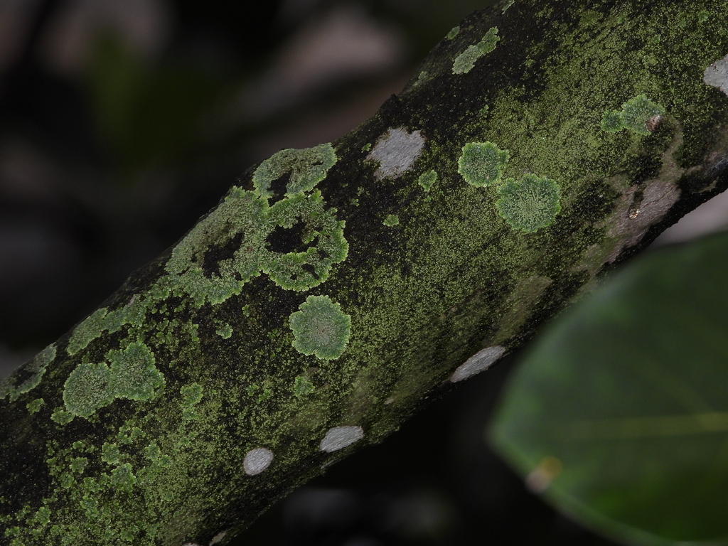 common lichens from Barabagan, Purba Barisha, Kolkata, West Bengal ...