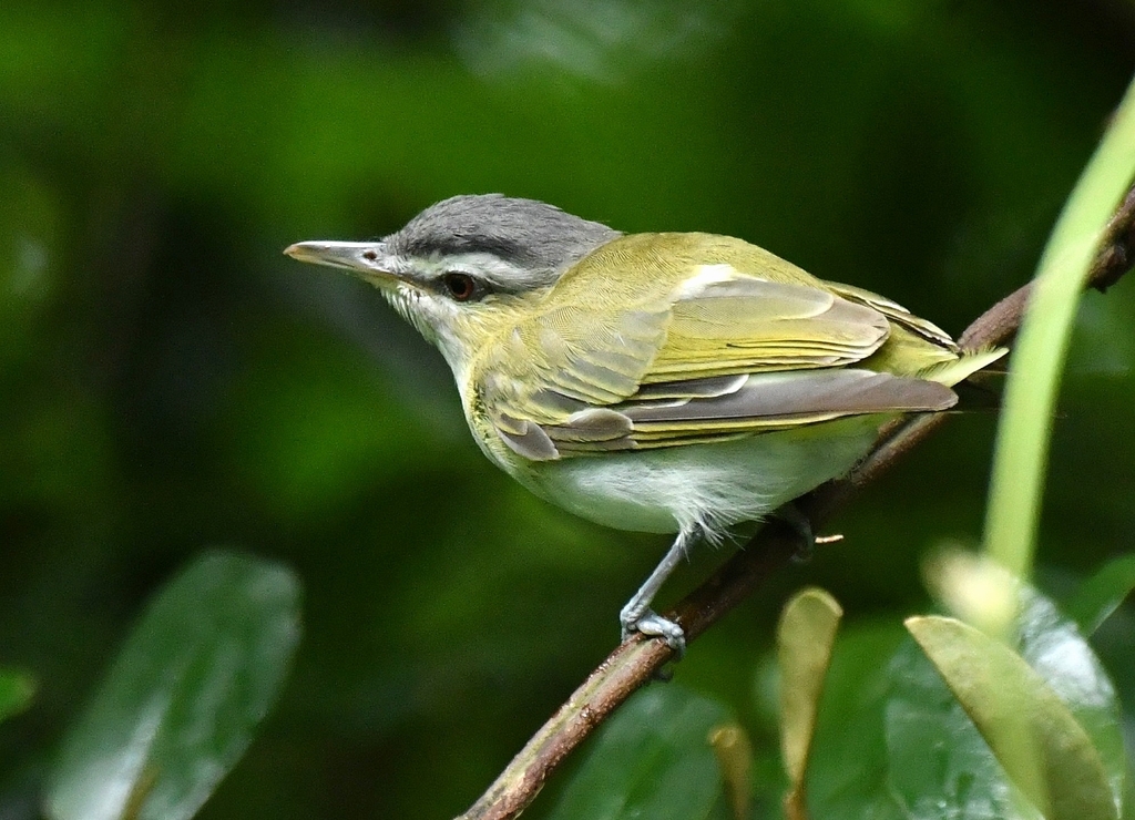 Chivi Vireo from Chacachacare Island on July 30, 2023 at 09:11 AM by ...