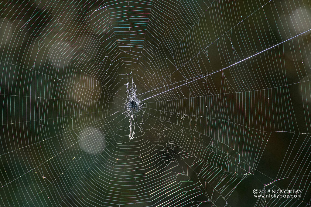 Darwin's Bark Spider from 3CF8+HP3, Andasibe, Madagascar on May 31 ...