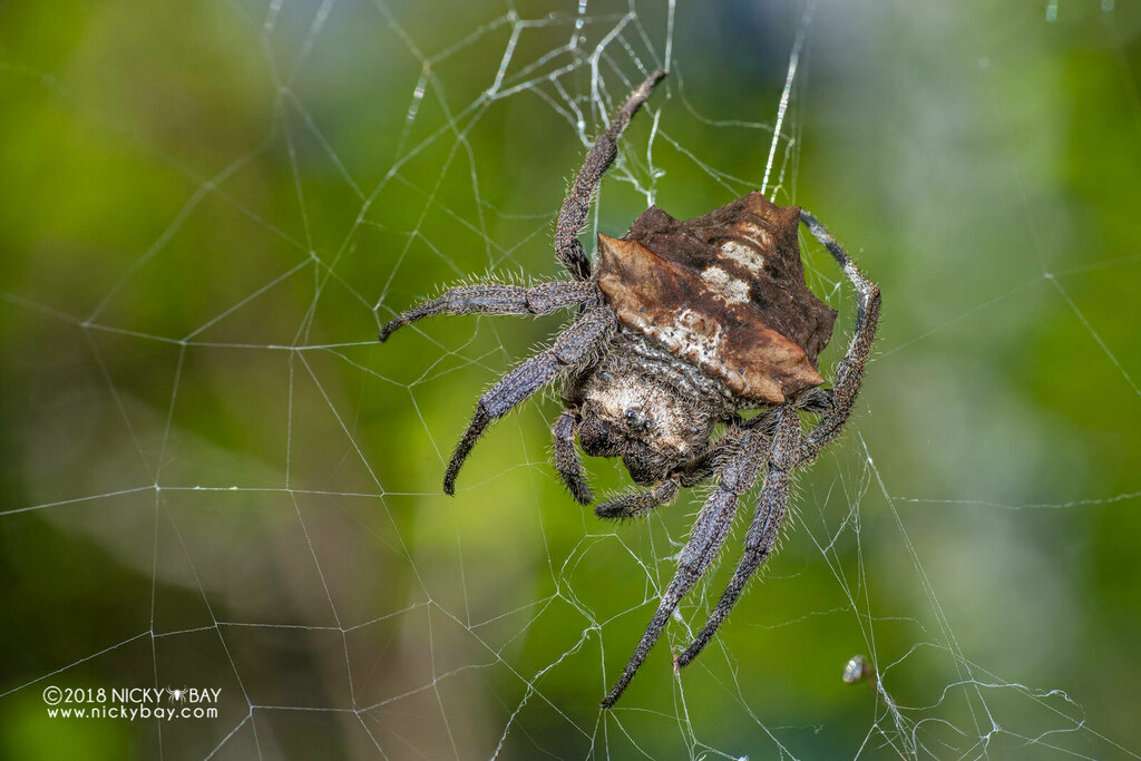 Caerostris extrusa from 3CF8+HP3, Andasibe, Madagascar on May 31, 2018 ...