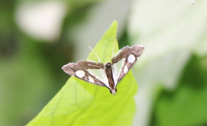 Glyphodes from P5XR+6H8, Gundur, Tamil Nadu 636601, India on August 1 ...