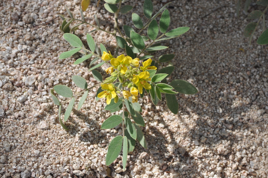 Senna villosa from La Paz, B.C.S., México on July 28, 2023 at 09:19 AM ...