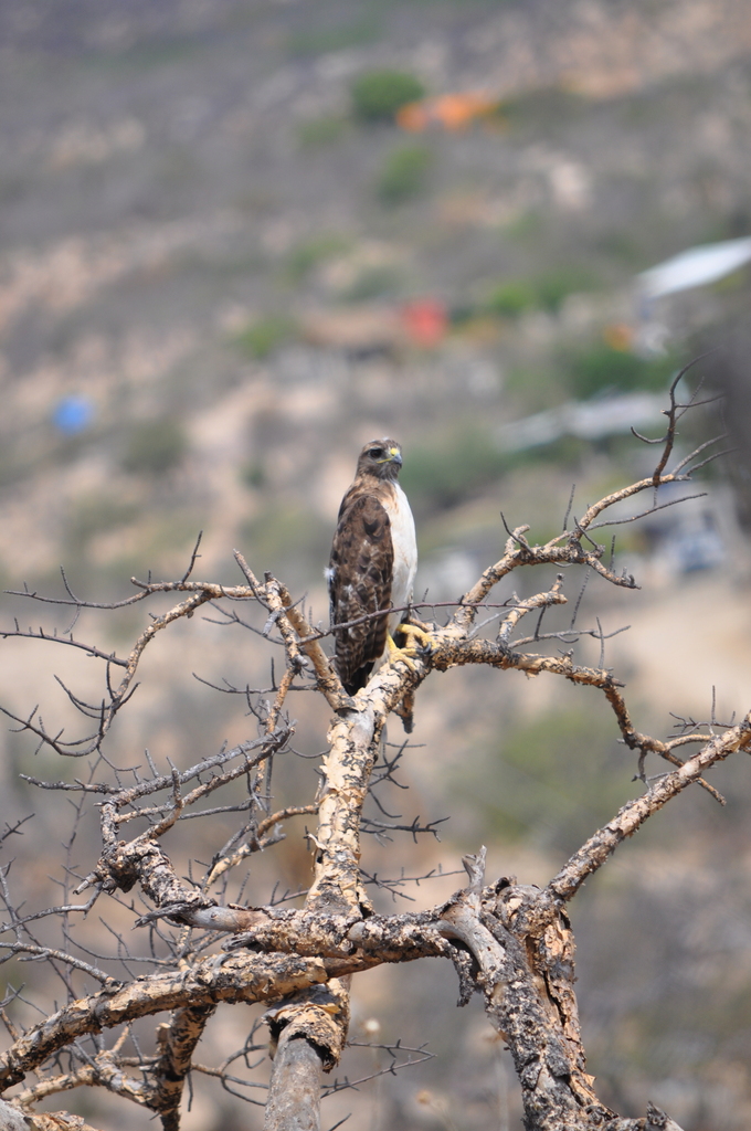 Red-tailed Hawk from La Paz, B.C.S., México on July 28, 2023 at 09:59 ...