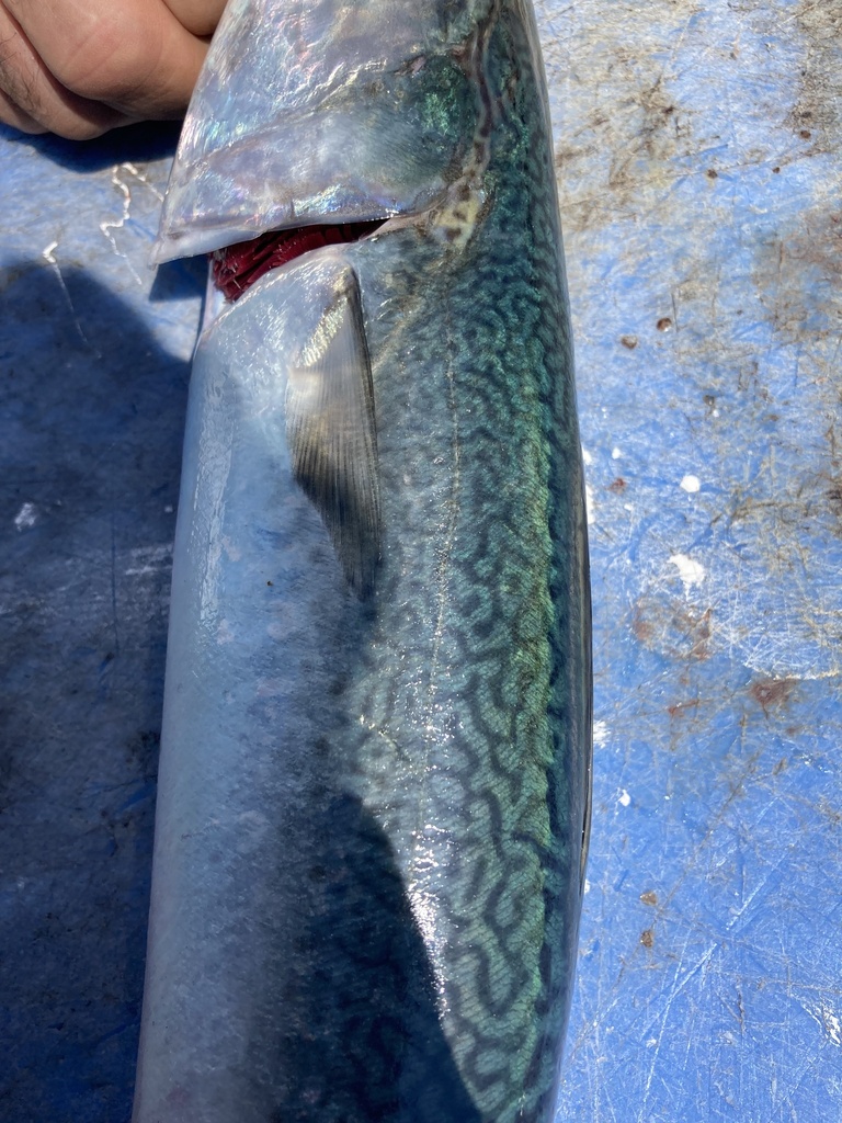 Atlantic Chub Mackerel from North Atlantic Ocean, New Shoreham, RI, US ...