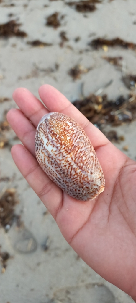 angled olive from México on July 22, 2023 at 06:57 PM by Jackiie Pérez ...