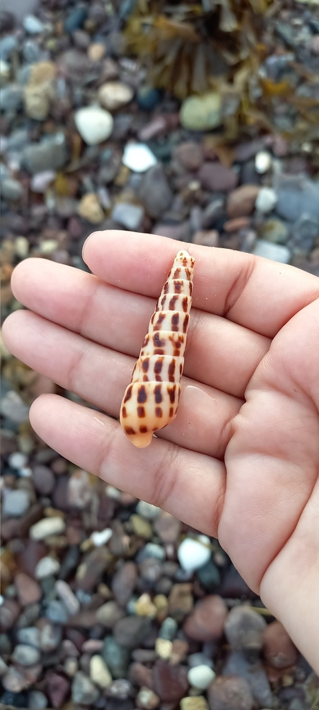 Terebra robusta from Playa la Manga 3 on July 22, 2023 at 06:50 PM by ...