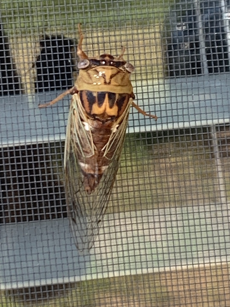 Resh Cicada from E Franklin Rd, Newalla, OK, US on August 1, 2023 at 09:53 AM by Veronica ...