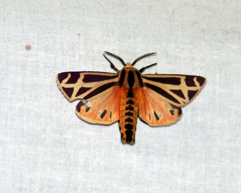 Harnessed Tiger Moth in July 2023 by thyger · iNaturalist