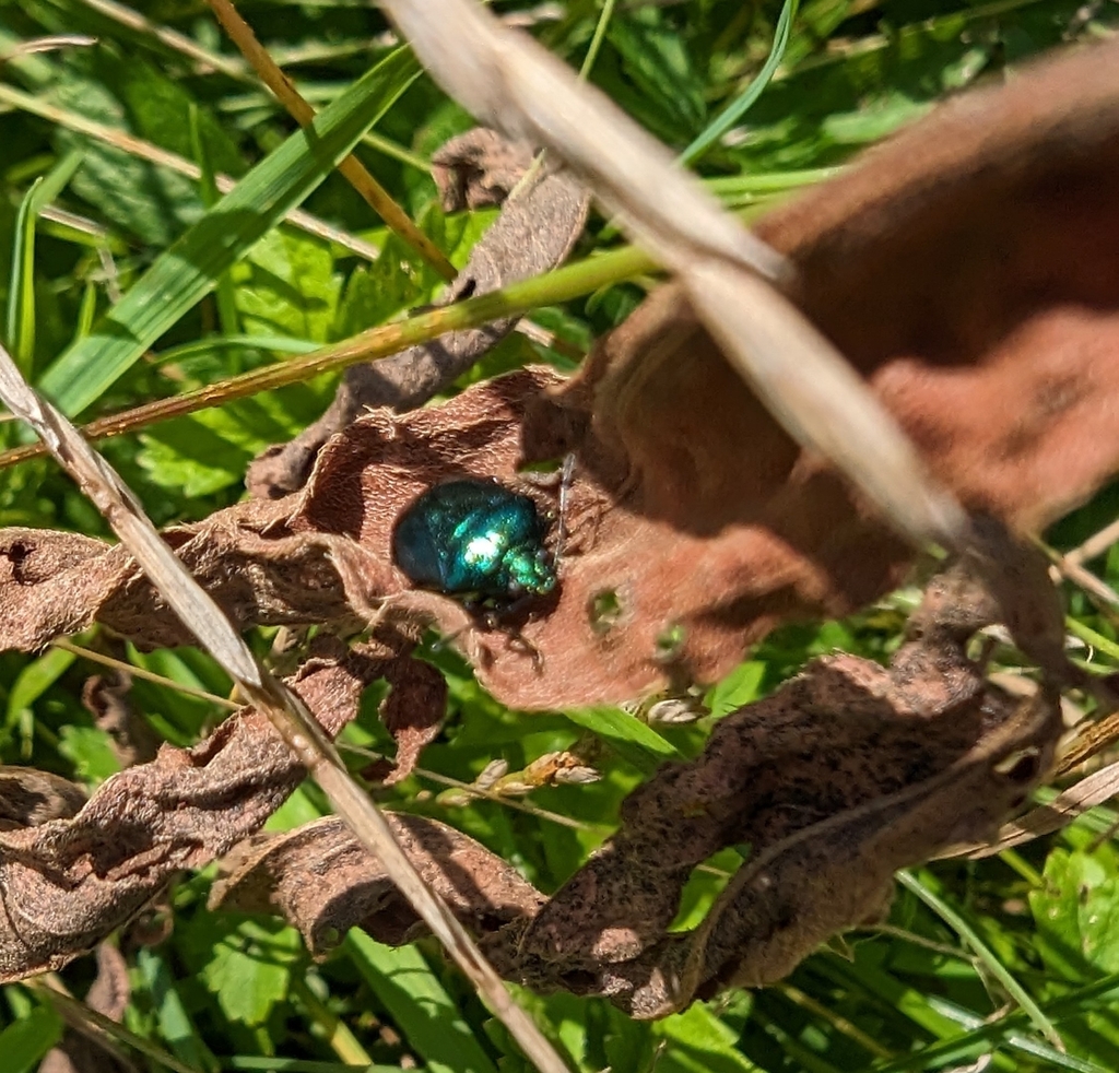 Blue Shield Bug from 3342 Hendrik-Ido-Ambacht, Nederland on August 1 ...