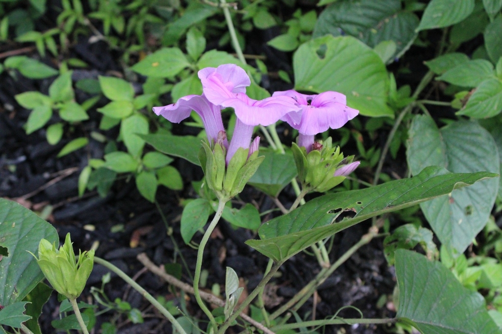 Argyreia pilosa from Gundur, Tamil Nadu 636601, India on August 1, 2023 ...