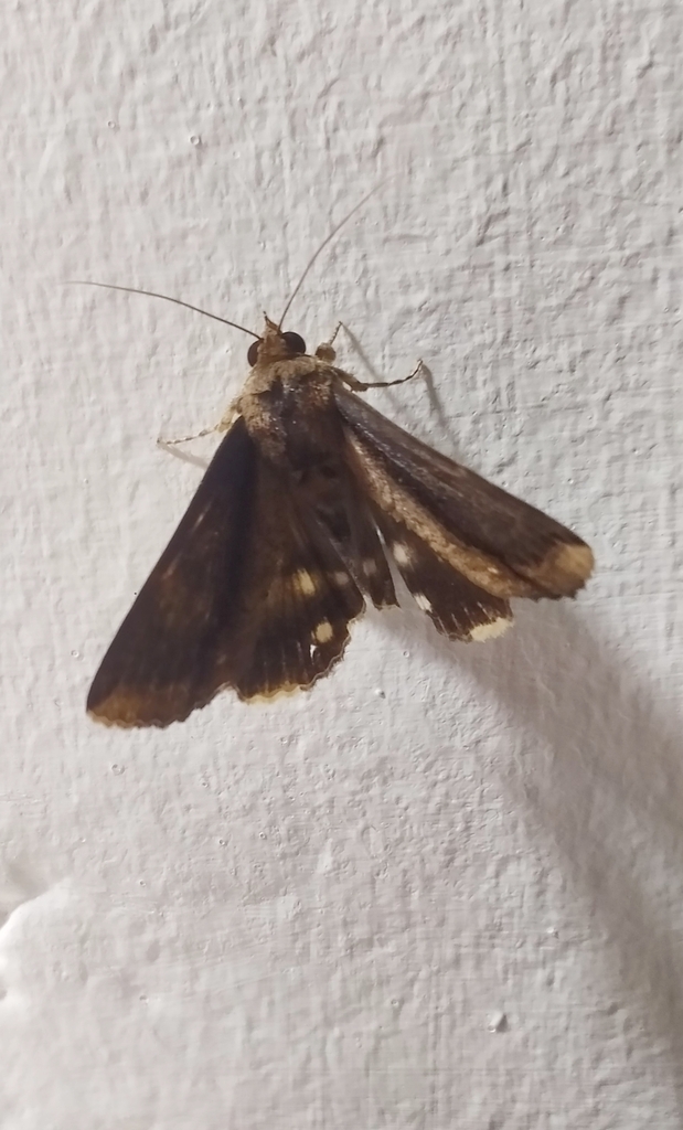 Ercheia cyllaria from XCM2+WM6, Parassinikadavu, Kerala 670563, India ...