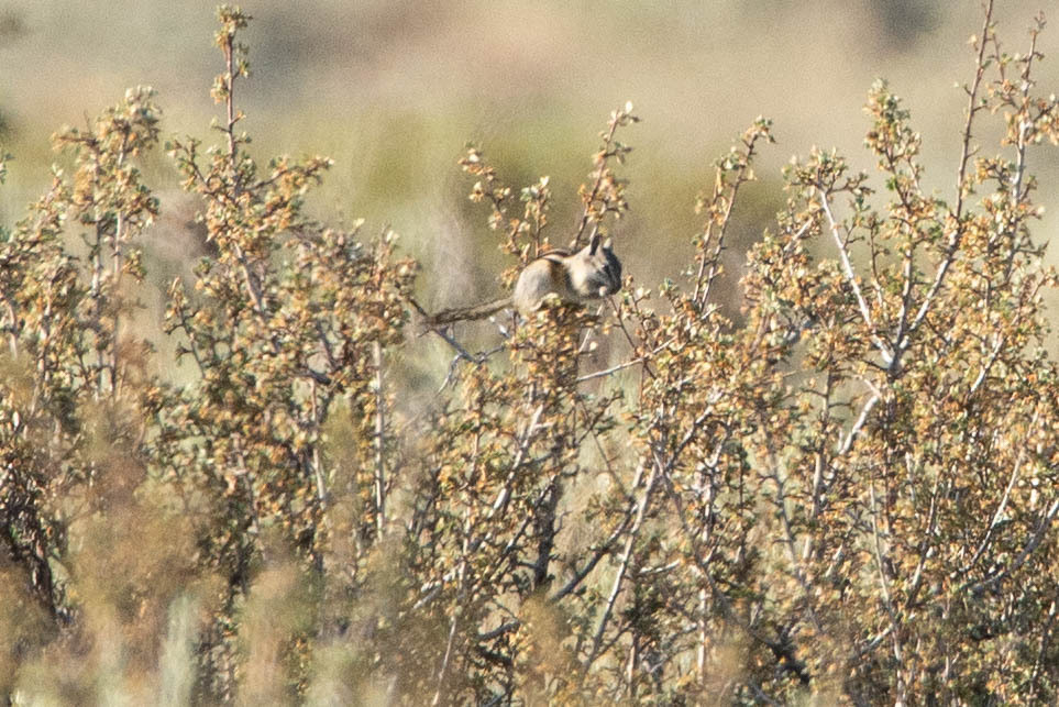 Panamint Chipmunk from Mono County, CA, USA on July 17, 2021 at 09:53 ...