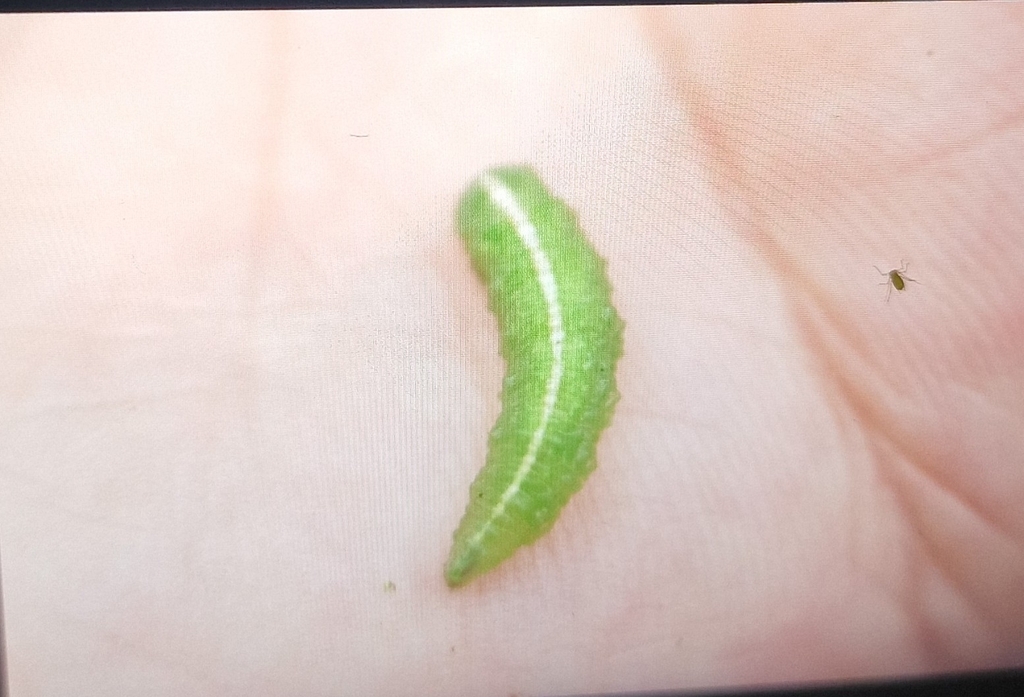 Scaeva from Beechwood, Newport NP19, UK on August 1, 2023 at 07:21 PM ...