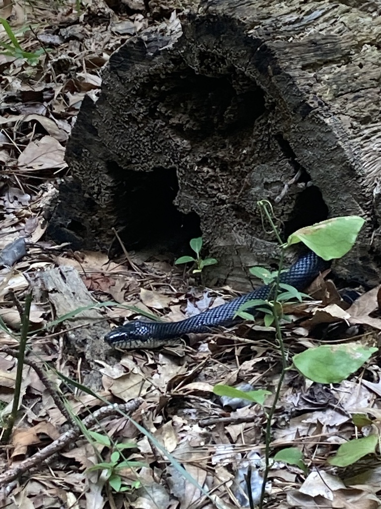 Eastern Ratsnake from Norfolk Botanical Garden, Norfolk, VA, US on ...