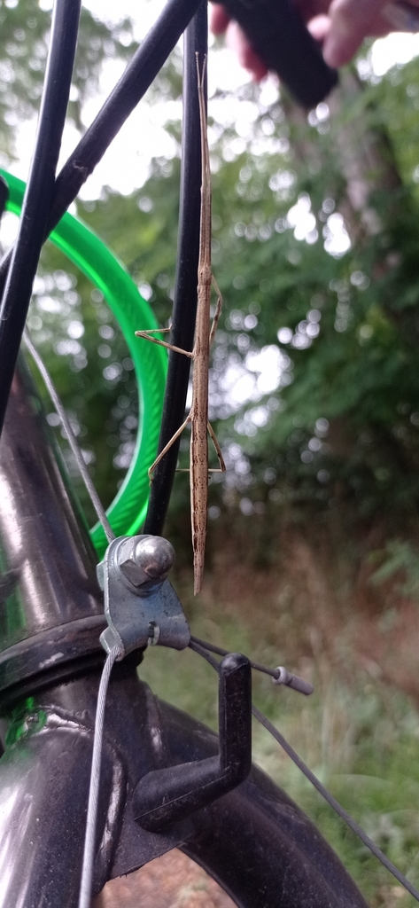 French stick insect from Forêt Domaniale de Vierzon on 01 August, 2023 ...