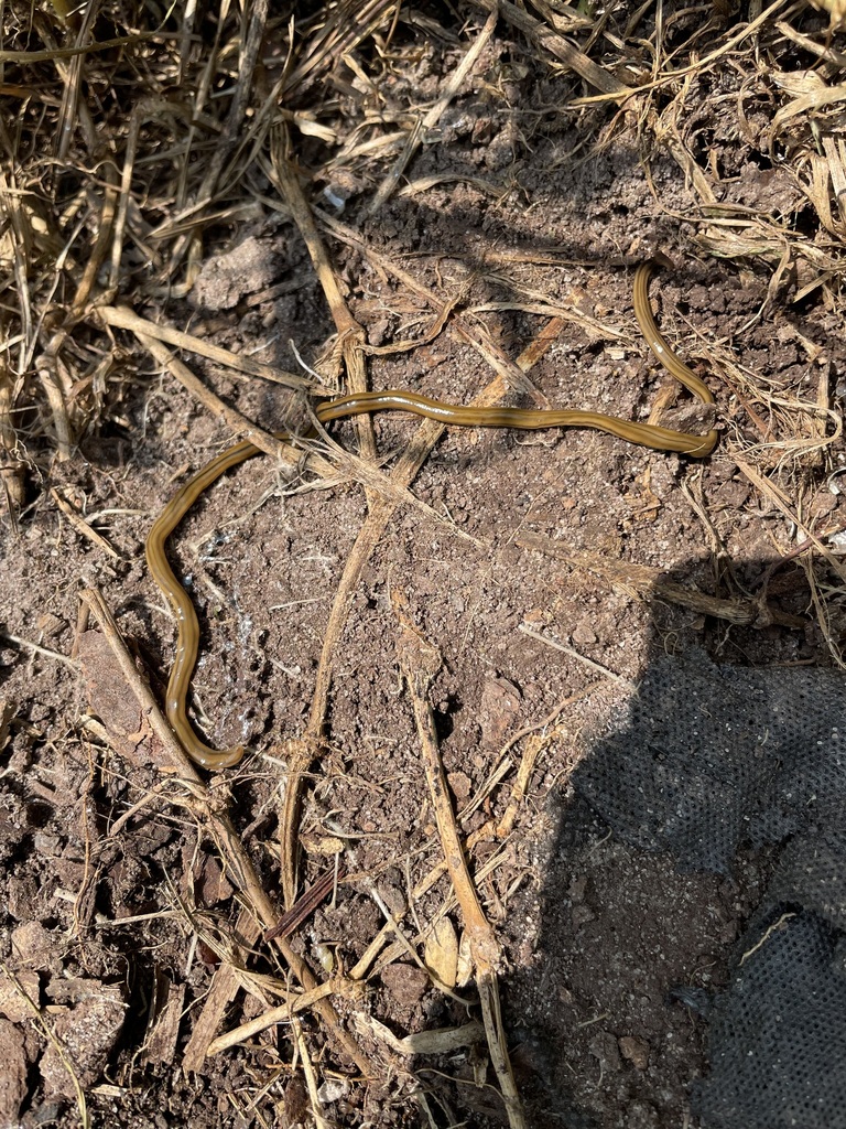 Shovel-headed Garden Worm from Norfolk, VA, USA on August 1, 2023 at 03 ...
