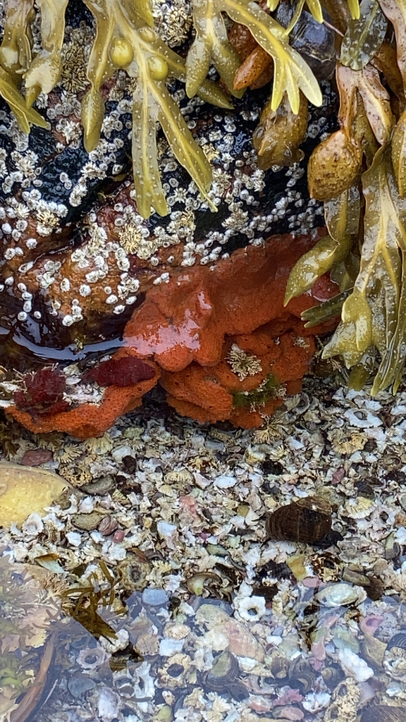 Chain Tunicate from Maine, US on July 22, 2023 at 08:50 AM by Zoryan ...