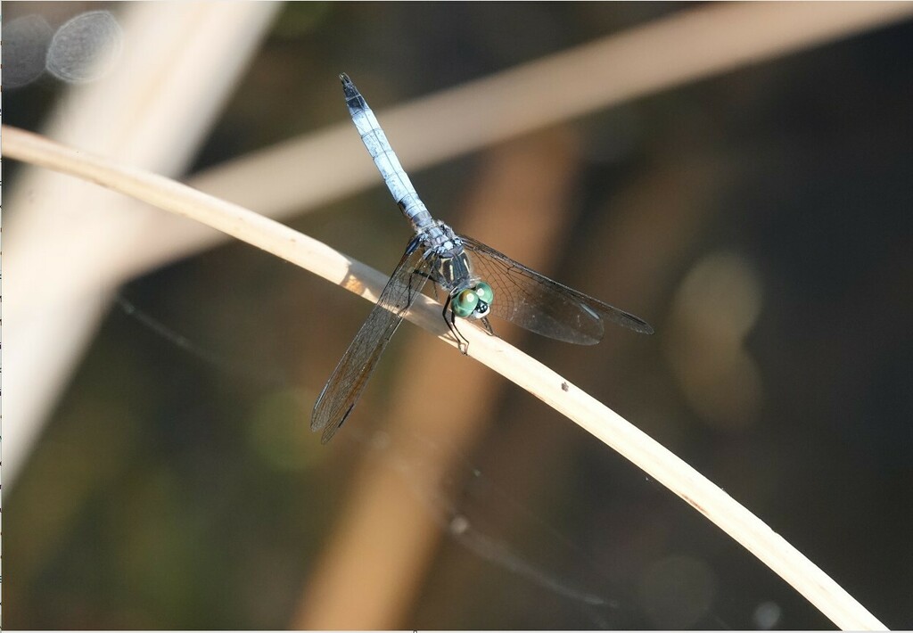 Blue Dasher from Denver Audubon Nature Center on July 31, 2023 at 10:10 ...