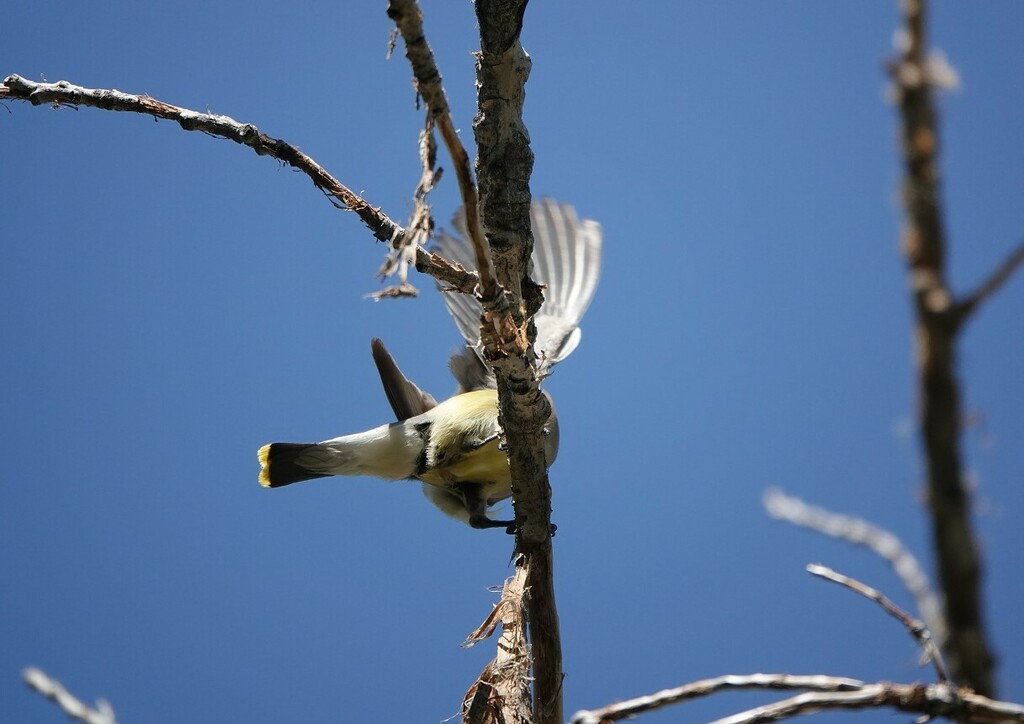 Cedar Waxwing from Denver Audubon Nature Center on July 31, 2023 at 10: ...