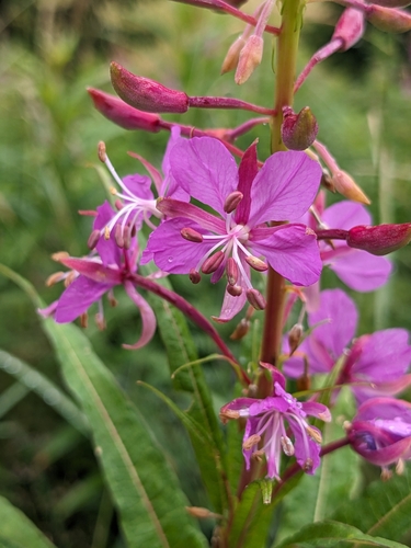 Photo 306232791, (c) Raffaele Repoli, all rights reserved, uploaded by ...