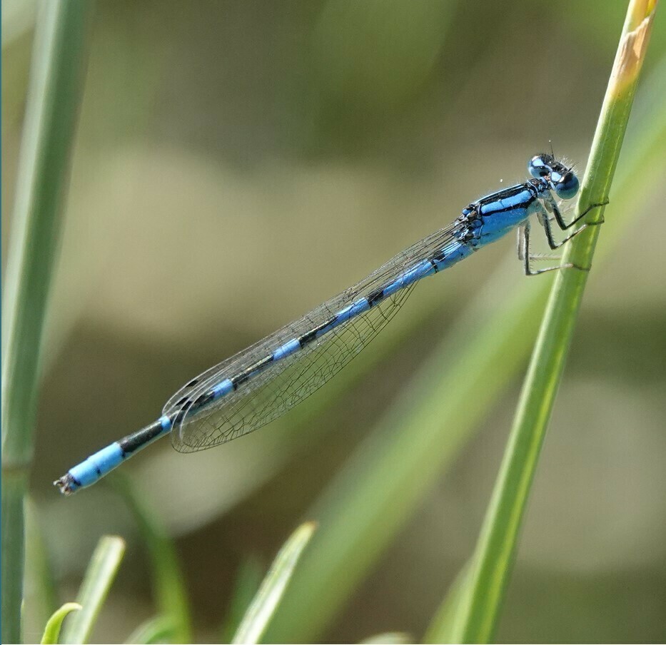 Tule Bluet from Denver Audubon Nature Center on July 31, 2023 at 09:50 ...