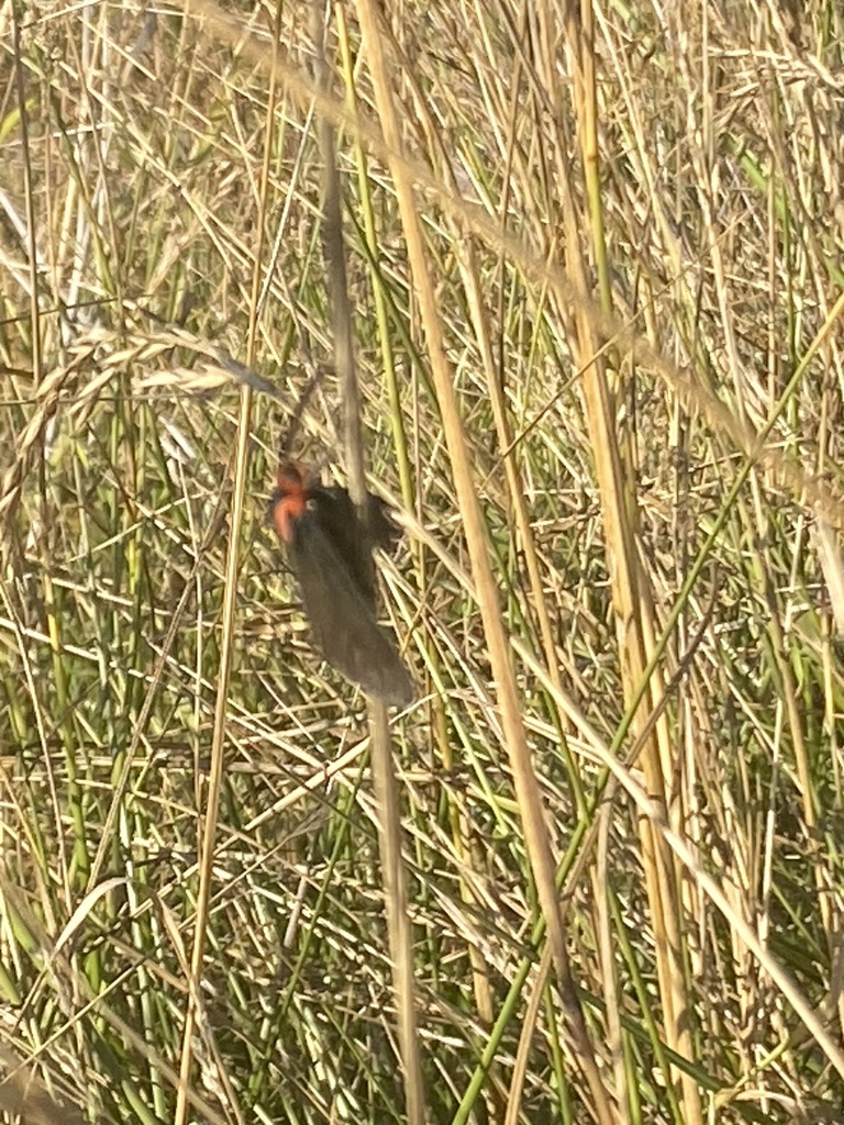 Ctenucha from Arcata Marsh and Wildlife Sanctuary, Arcata, CA, US on ...